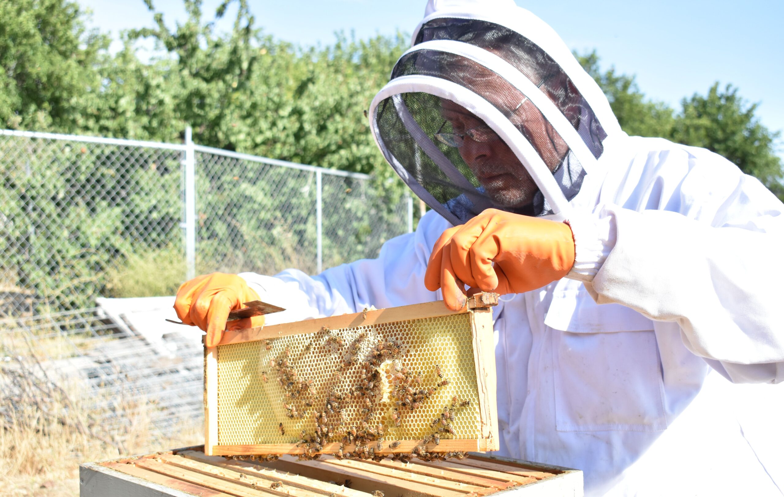 Hive minds - Pleasanton Weekly