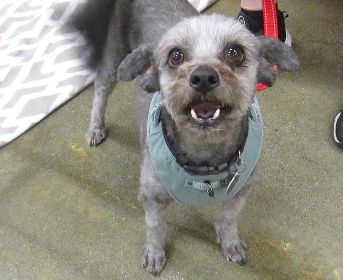 Easygoing Garth at Tri-Valley Animal Rescue - Pleasanton Weekly