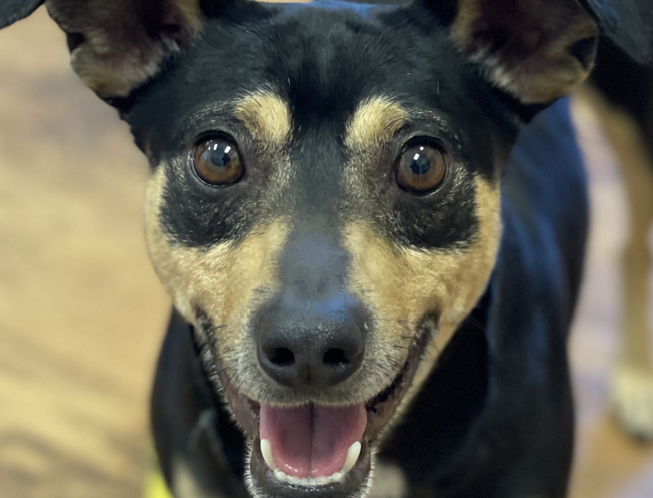 Cool Colt at Valley Humane Society - Pleasanton Weekly