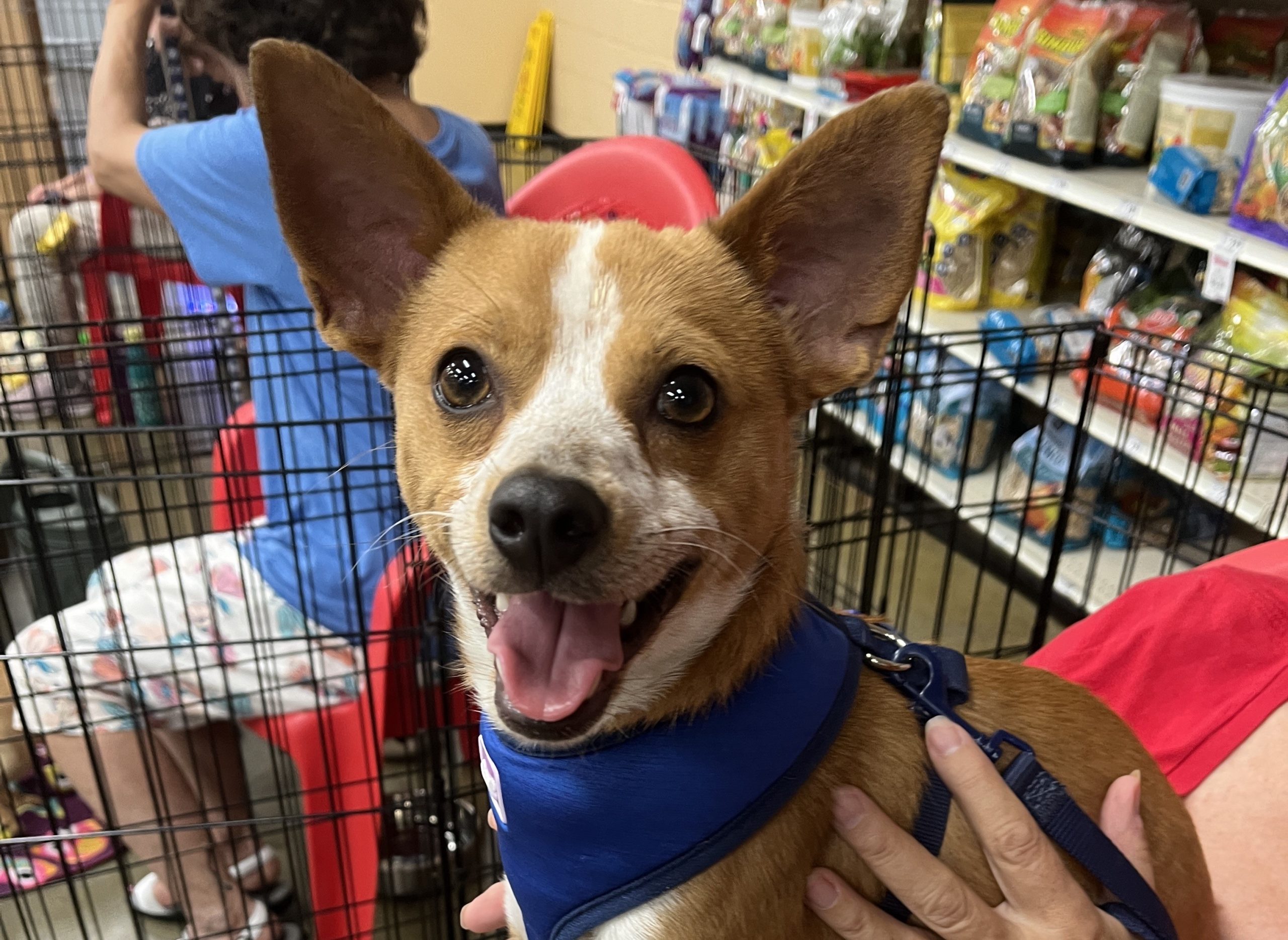 Meet Nibbles at Tri-Valley Animal Rescue - Pleasanton Weekly