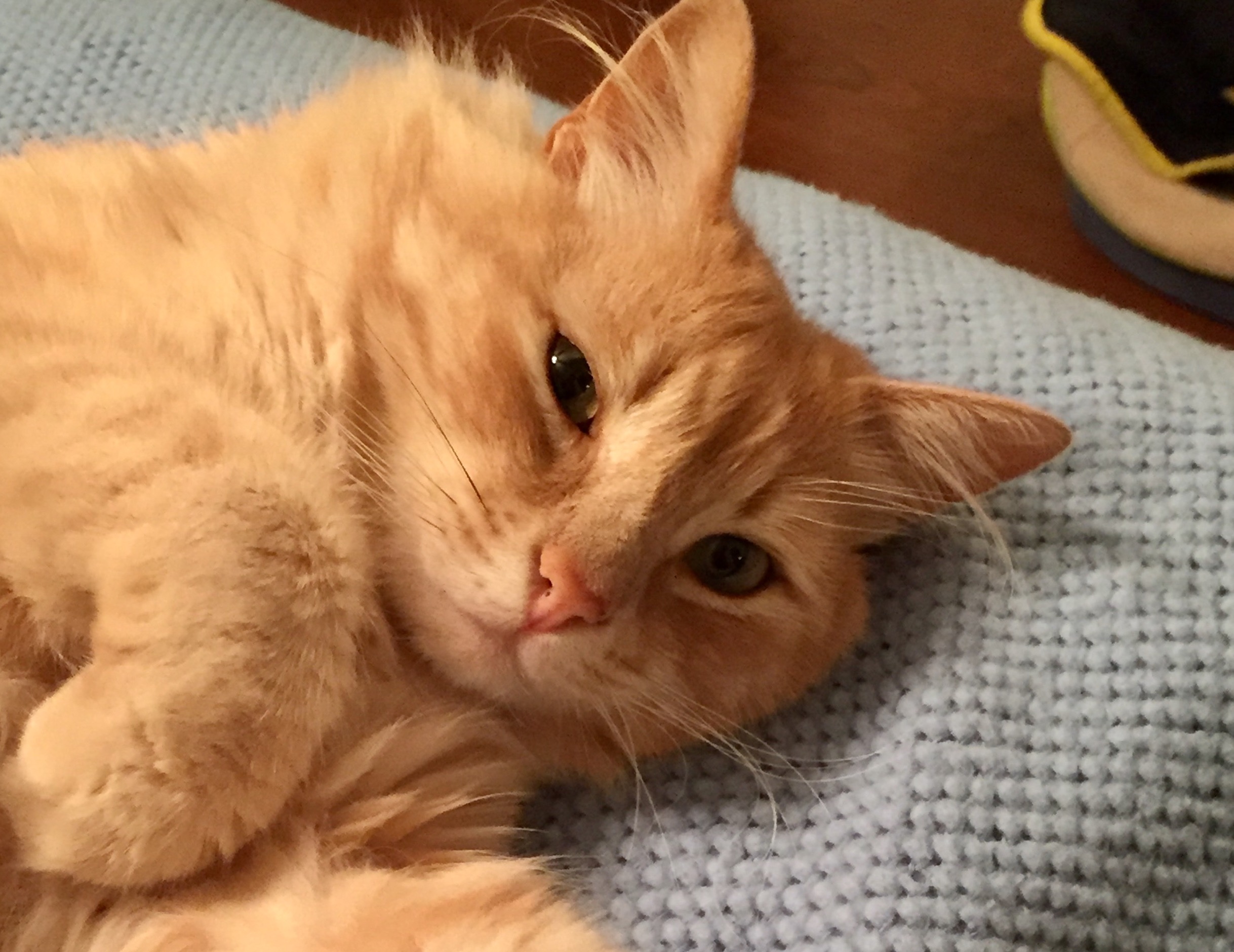 Bye bye, Biscuits - Pleasanton Weekly