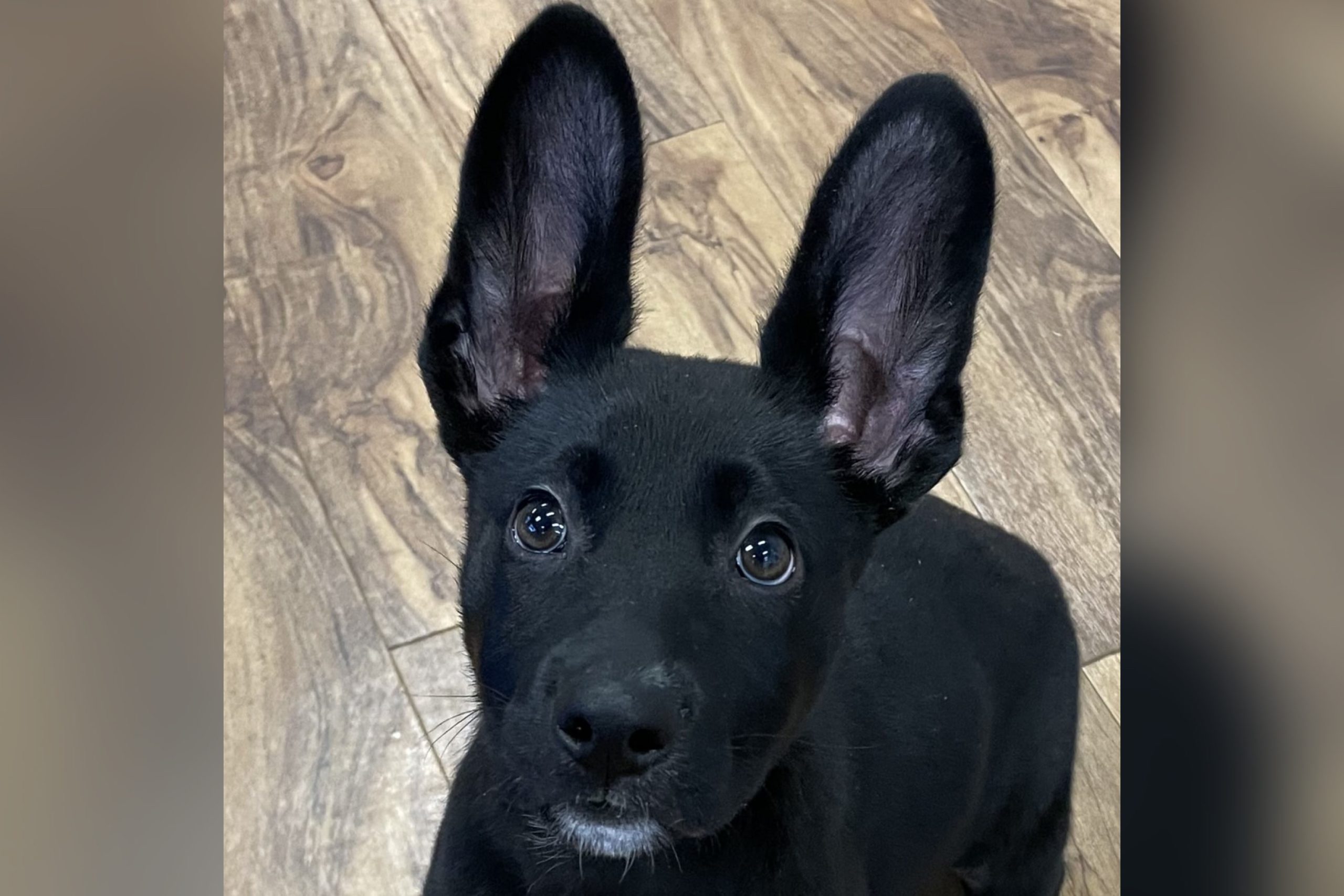 Take off with Jet at Valley Humane Society - Pleasanton Weekly