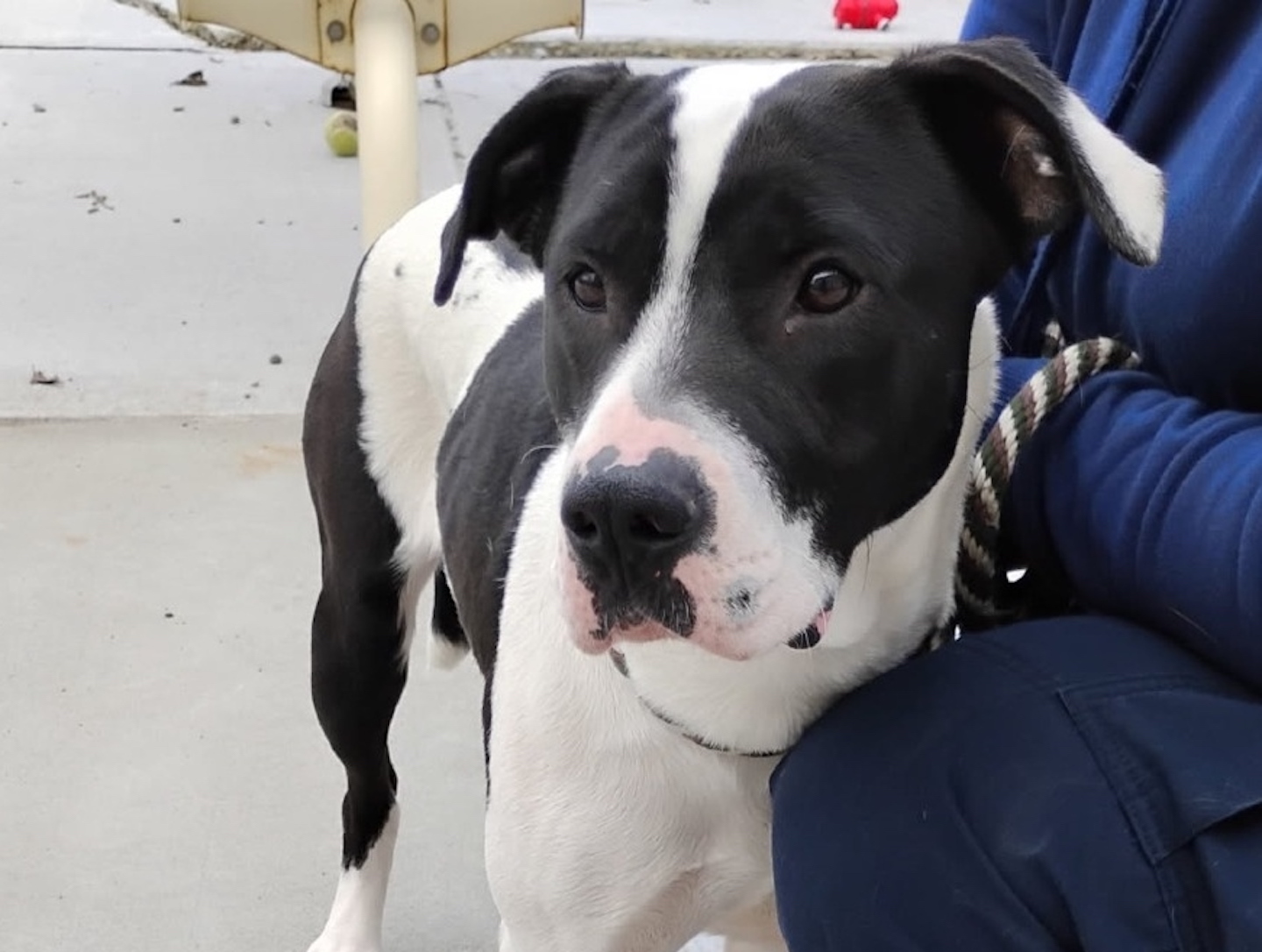 Show yourself to Elsa from Tri-Valley Animal Rescue - Pleasanton Weekly