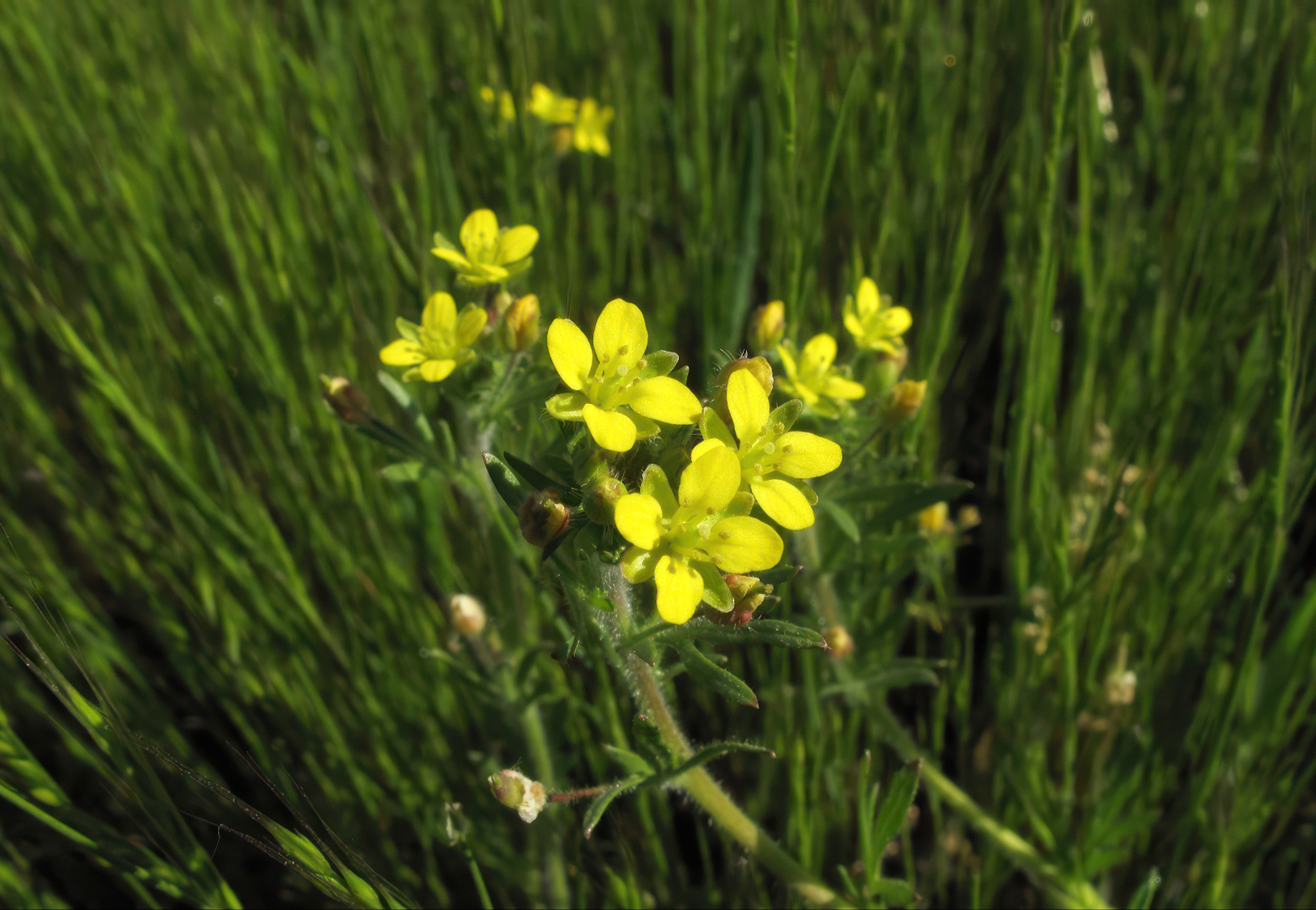 Rare plant discovered in East Bay after 68 years - Pleasanton Weekly