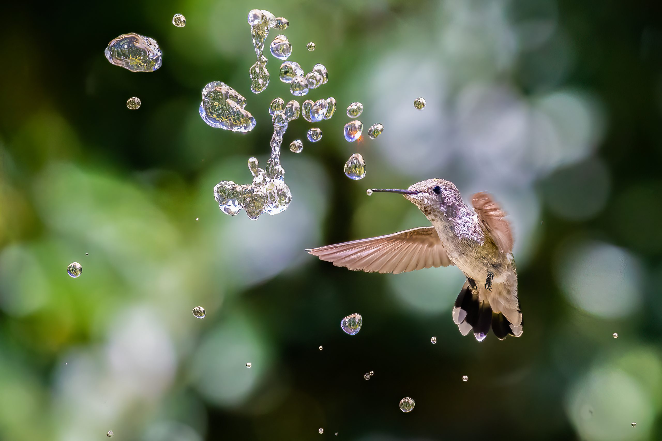 Camera Club's 'Click 25' exhibition opening at Livermore Library ...