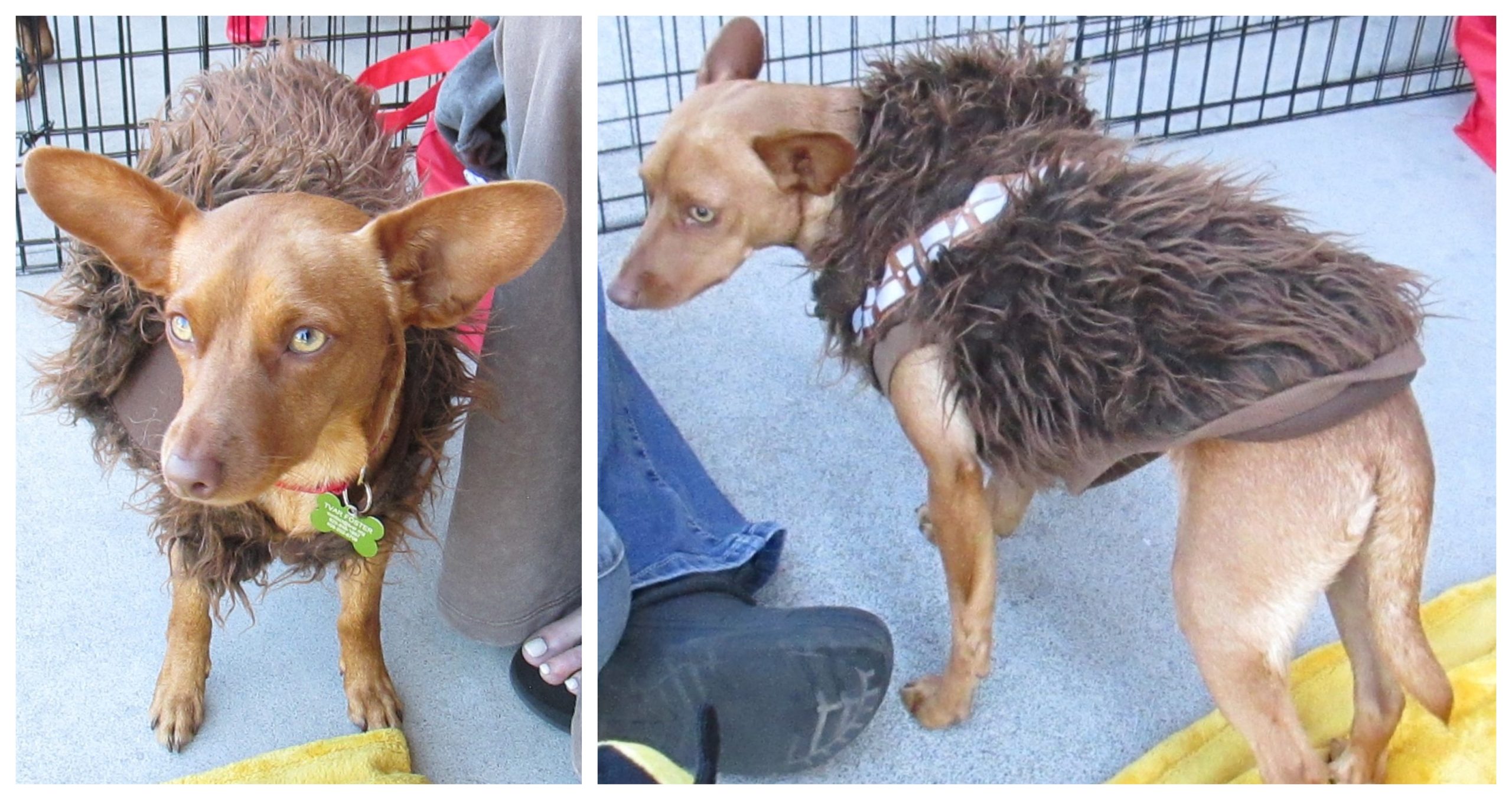 'Lemme at 'em!' See Scrappy Doo at Tri-Valley Animal Rescue ...