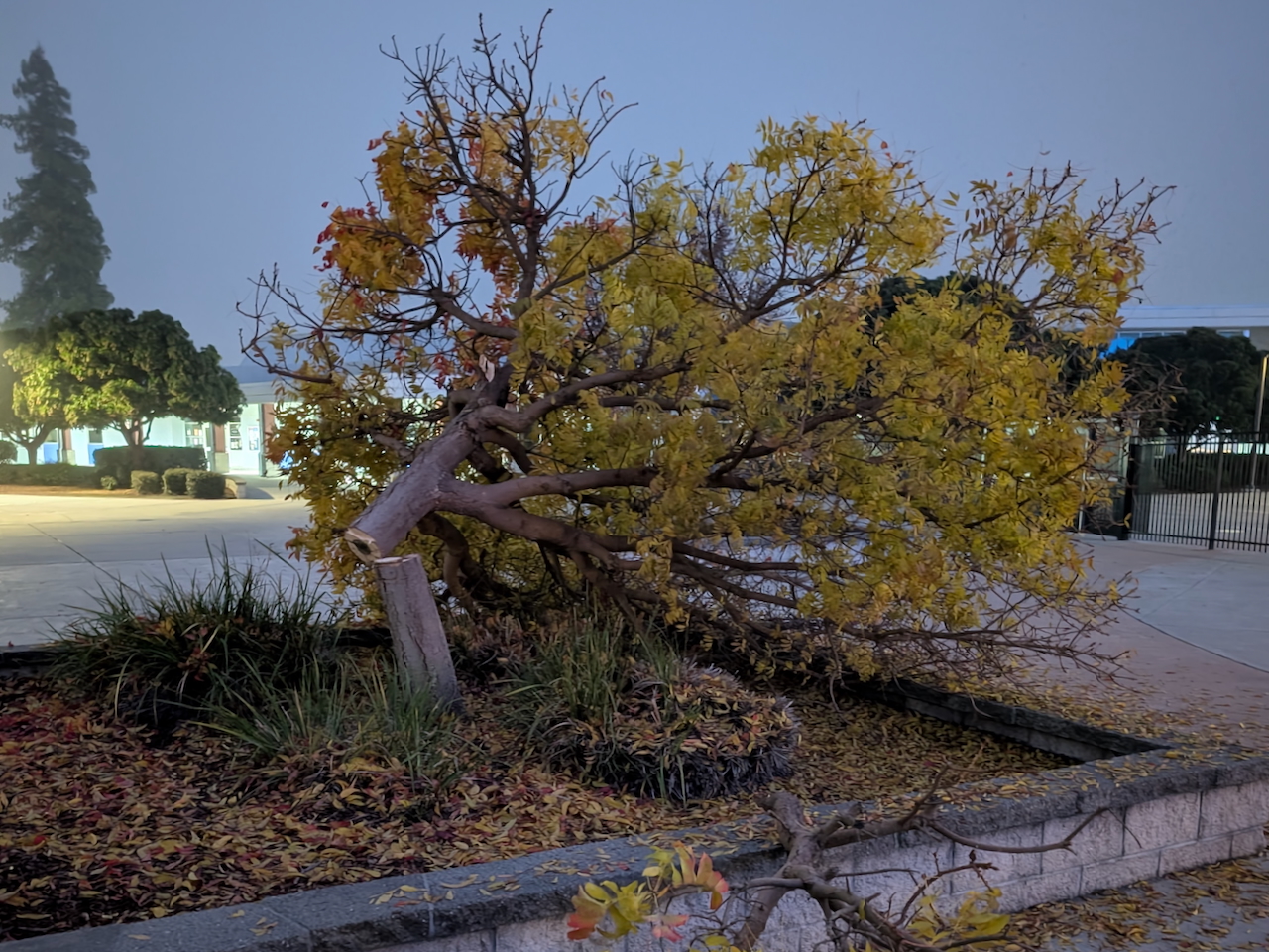 Vandals cut down eight trees at Dublin High School - Pleasanton Weekly