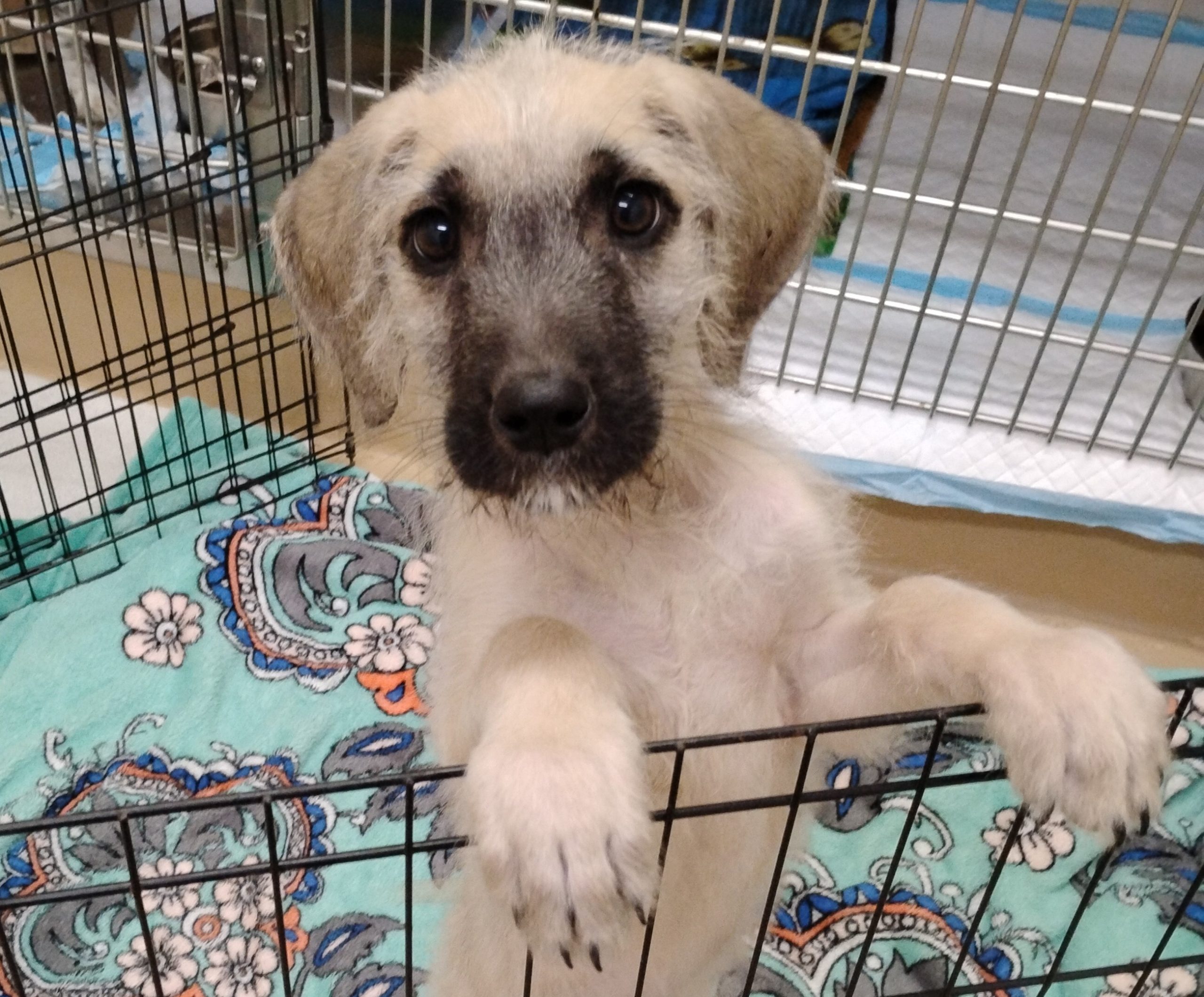 Boyish Benjamin via Tri-Valley Animal Rescue - Pleasanton Weekly