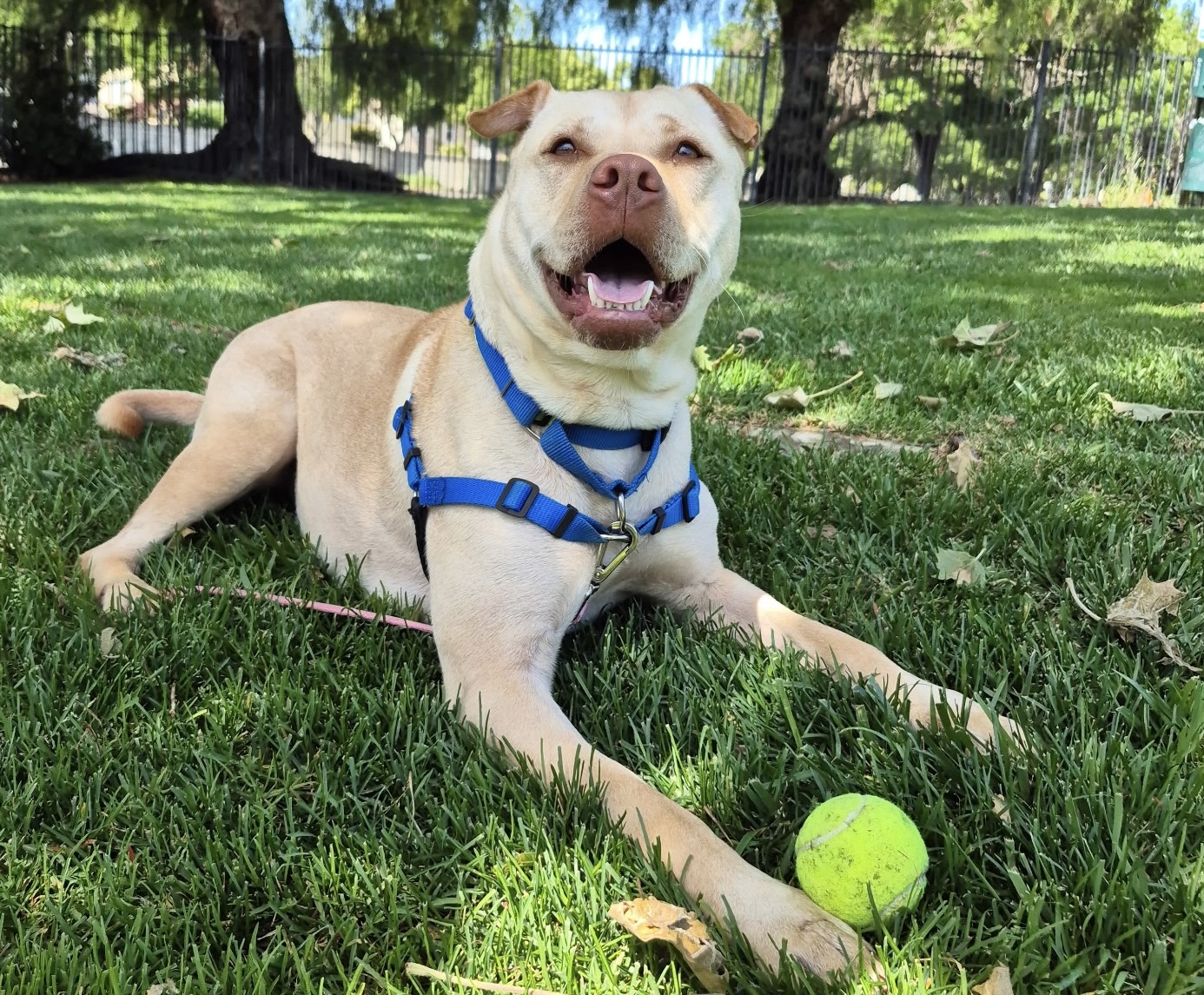Loving Guera at East Bay SPCA in Dublin - Pleasanton Weekly