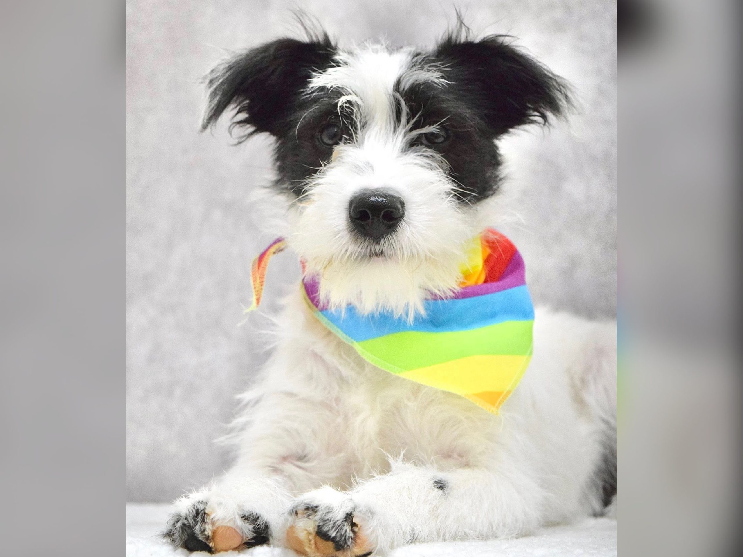Meet Spritz from Tri-Valley Animal Rescue - Pleasanton Weekly